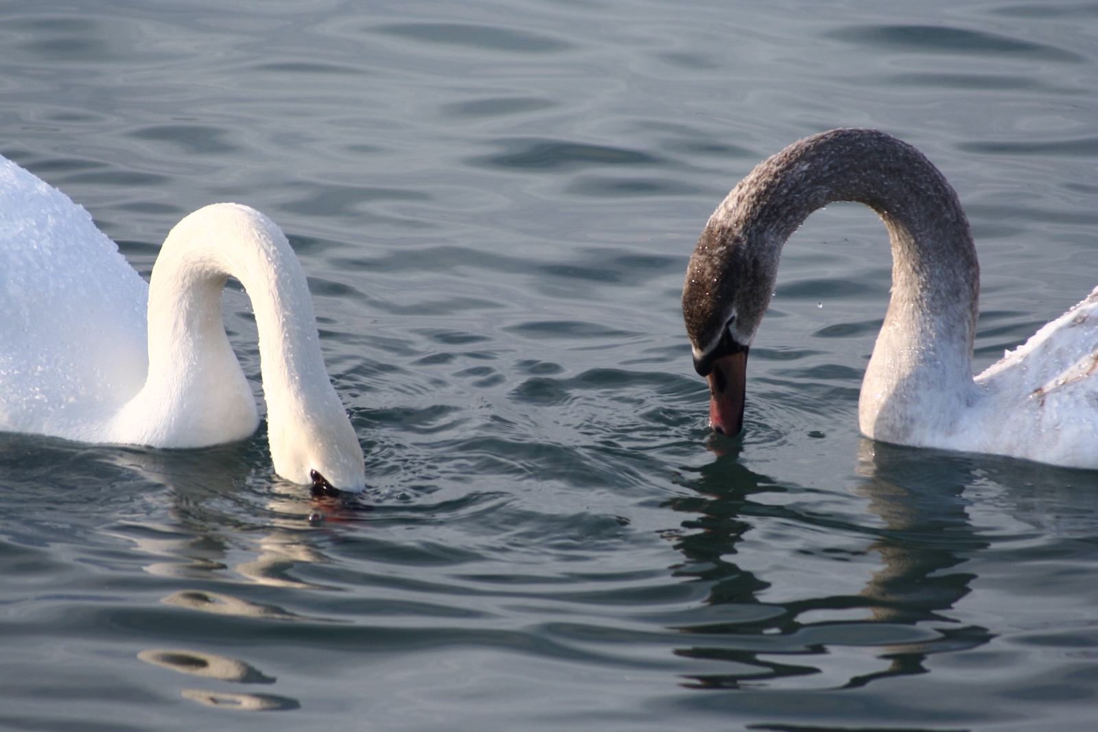 Swans Behaving Badly - BACK ROADS AND OTHER STORIES