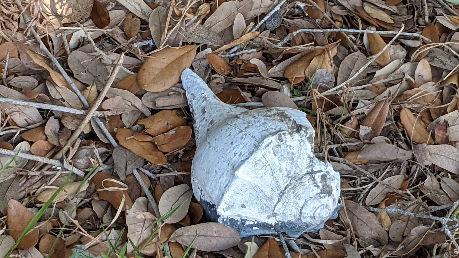 The Calusa Nation in Pineland - BACK ROADS AND OTHER STORIES